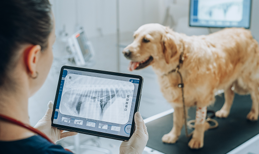 Digital X-Ray for Pets | Overland Park Veterinary Imaging | Arrow ...